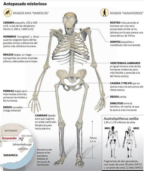 Australopithecus Sediba Human Evolution Ancient World History