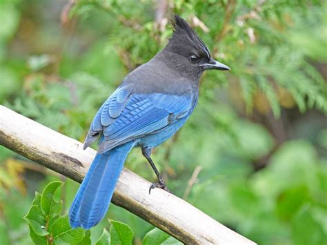 Stellers Jay Cyanocitta Stelleri Stellers Jay Identification