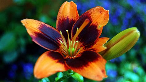 Ľalia Lilium Kvitnúce Záhradné Rastliny Záhrada Stavba Od A Po