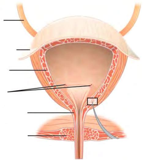 Urinary System Without Labels