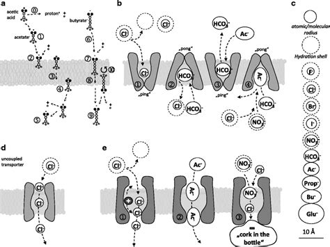Molecular Models Of Scfa Transport A At Physiological Ph Acetic Acid Download Scientific