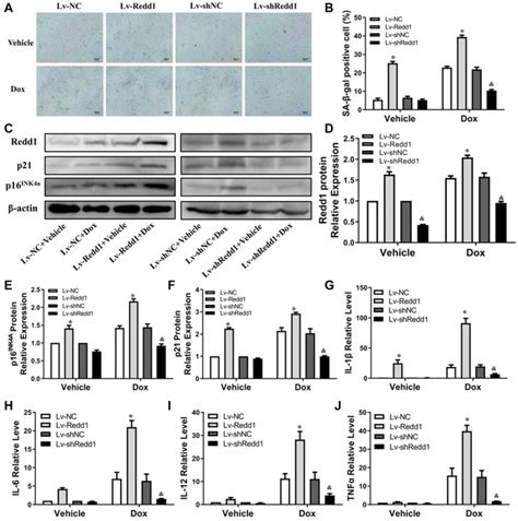 Redd1 Knockdown Prevents Doxorubicin Induced Cardiac Senescence Pmc