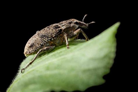 How To Identify And Control Root Weevils Gardeners Path
