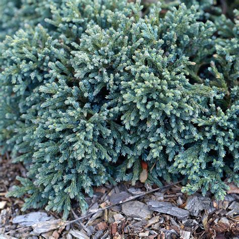 Blue Creeping Juniper