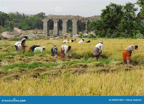 Agriculture In India Man Ploughing The Farm With Help Of Cows Rural