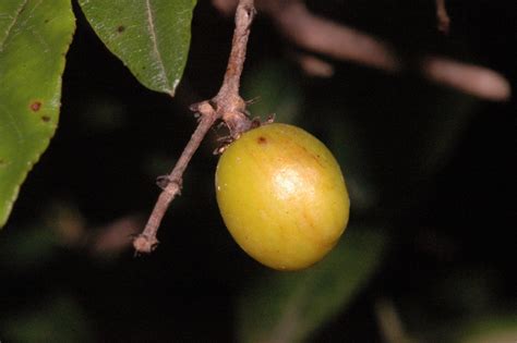 Sageretia Mexicana Botanical Realm
