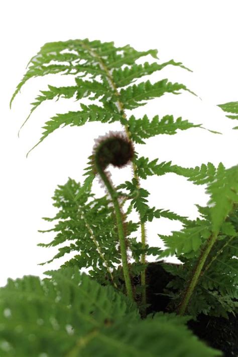 Cyathea Cooperi — Plant Wholesale Floraccess