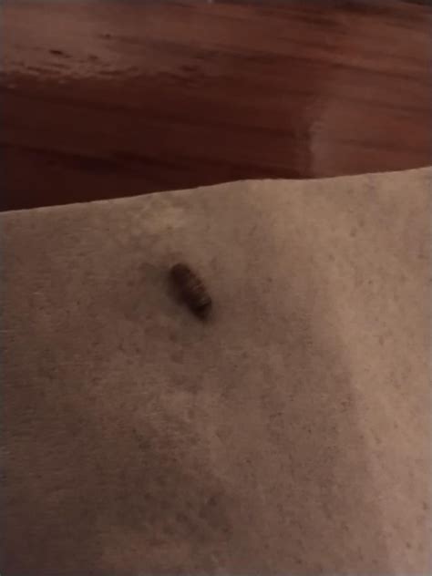 Please Help Identify This Larvae Rwhatisthisbug