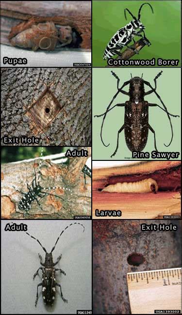 Asian Longhorned Beetle Life Cycle