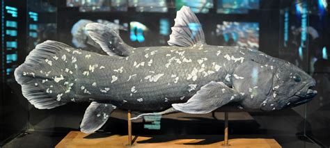 Episode 83 Coelacanths The Common Descent Podcast
