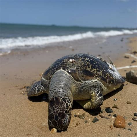 Smashed Turtle Shell Discovery Prompts Mackay Wildlife Warning Herald Sun