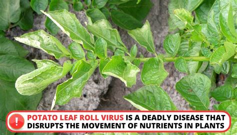 Potato Leaf Curl Is Caused By At Sean Swick Blog