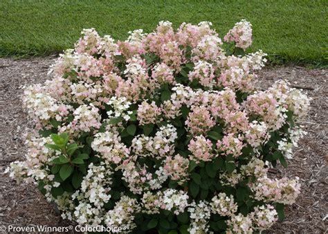 Little Quick Fire® Panicle Hydrangea Hydrangea Paniculata Proven