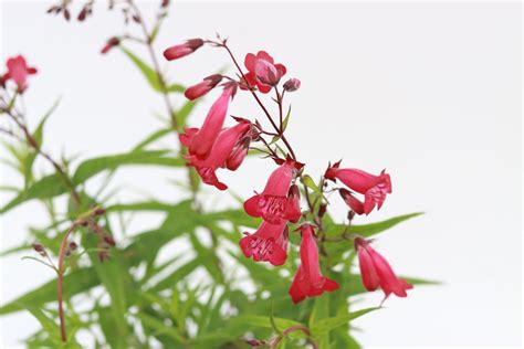 Phormium Garnet Herbaceous Perennials Hedge Xpress