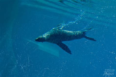 Pingwin Przylądkowy Poznaj 100