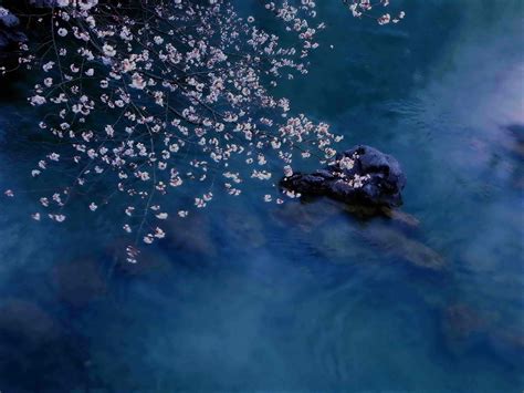 摄影师张锦红：在那个山花烂漫的春天里 搜狐大视野 搜狐新闻