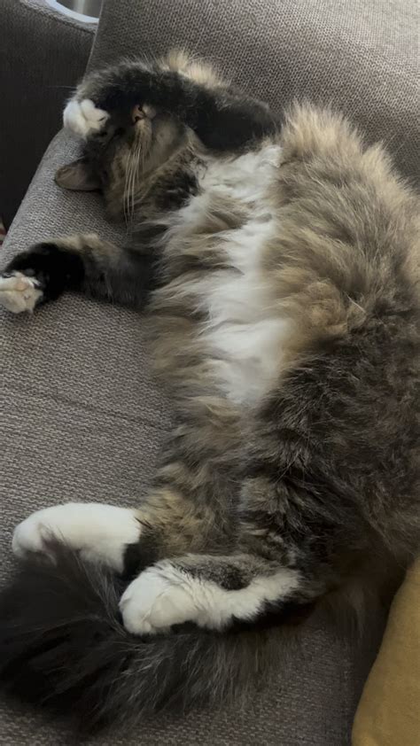 Zzzzzzzzzzzzzzz Reyebleach