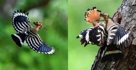 “신기하게 생긴 새를 봤어요” 한국인들 목격담 속 그 새 경주서 일가족 포착