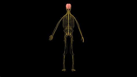 รูปภาพperipheral Nervous System เลือกดูภาพถ่ายสต็อก เวกเตอร์ และวิดีโอ1 354 Adobe Stock