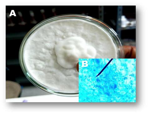 Frontiers Biocontrol Effects Of Chemical Molecules Derived From