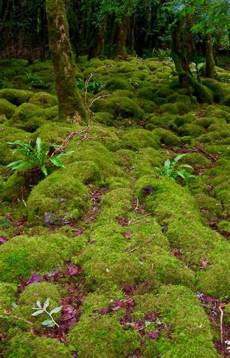 Moss Forest In Ireland Photo Taken By Gloria Bolton Moss Garden