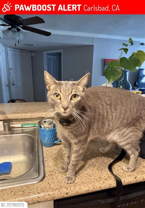 Carlsbad Ca Lost Male Cat Charlie Is Missing Pawboost