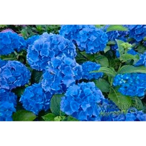 2 5l Hydrangea Mop Head Hydrangeaceae Bunnings New Zealand