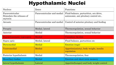 Limbic System Anatomy Ppt Pptx