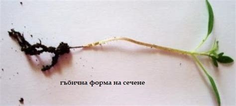 Кога се прави разсад домати в кофички и как Тънкости Паралел 42