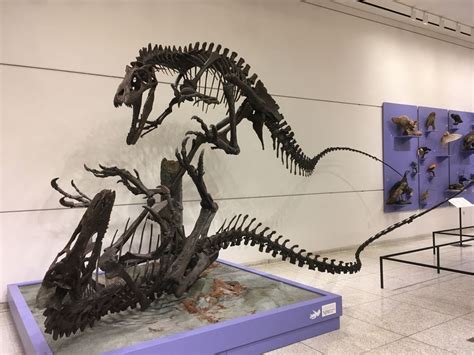 Dryptosaurus Skeletal Mount In Trenton Atlas Obscura