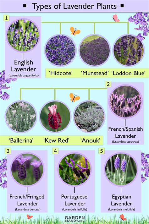 Lavender Plant Types With Names English French Lavender Flower