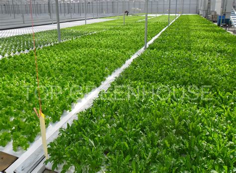 온실용 외부 알루미늄 스크린 Top 온실