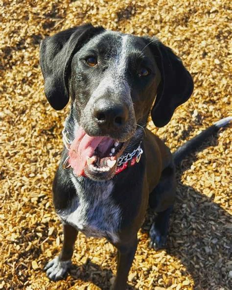 Lab Blue Tick Mix At Evie Wynyard Blog