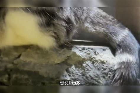猫薄荷对猫有哪些好处薄荷好处