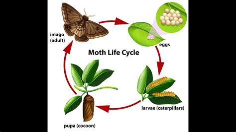 Life Cycle Of Hawk Moth Youtube
