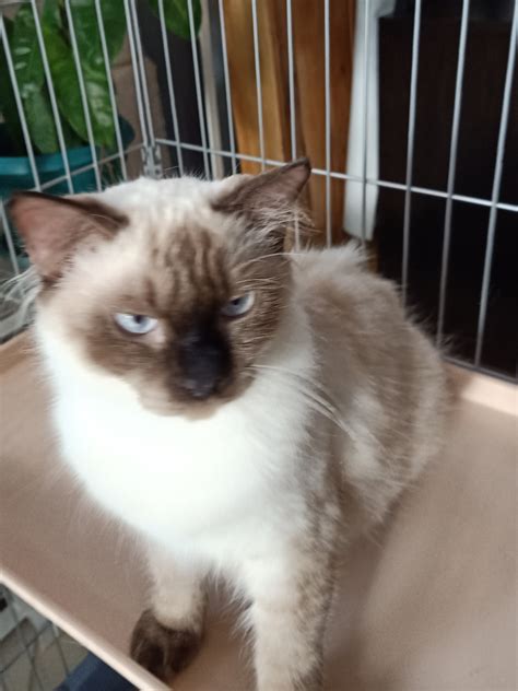 Floofy Boi Scrolller