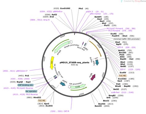 addgene pmd19 starr seq plants