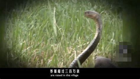浙江蛇村：百人村落有300万条蛇手机凤凰网