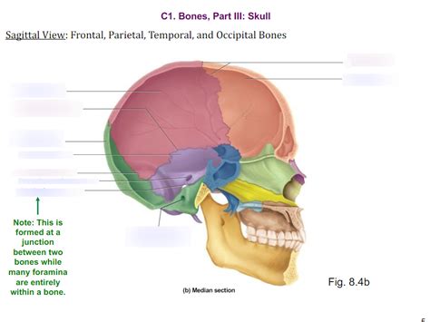 Sagittal View Frontal Parietal Temporal And Occipital Bone Median