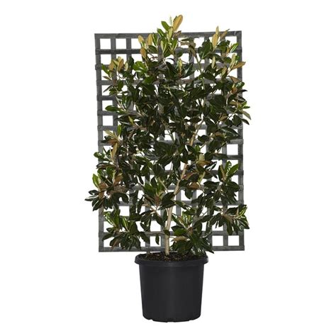 500mm Espalier Magnolia Little Gem Magnolia Grandiflora Magnolia