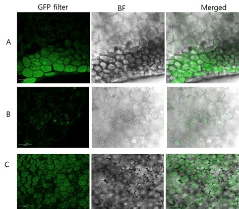 Can Anyone Help Me In Interpretation Of The Following Gfp Signals In