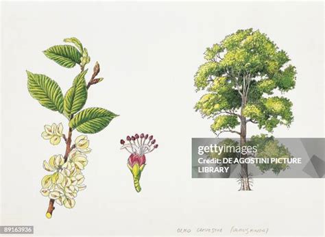 Field Elm Tree Photos And Premium High Res Pictures Getty Images