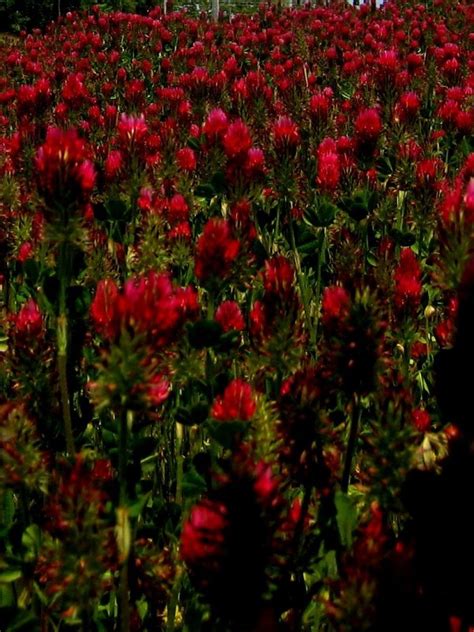 Eko Seme Detelja Inkarnatka