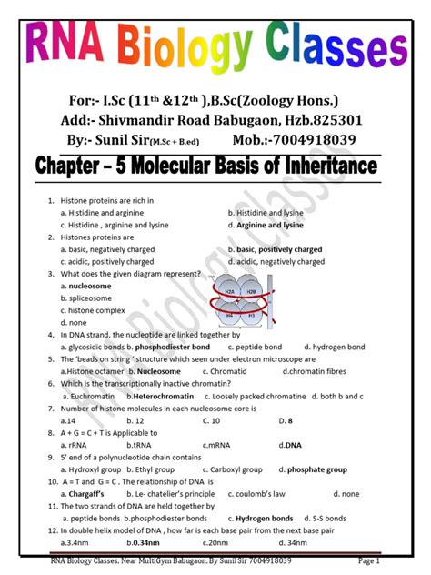 Assignment Pdf Dna Rna