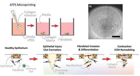 Bioassays Takayama Lab