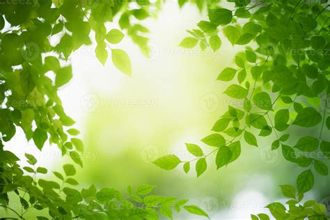 Closeup Of Beautiful Nature View Green Leaf On Blurred Greenery