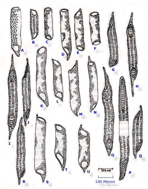 Structural Characteristics Of Vessel Elements In Stems Of Some Mangroves