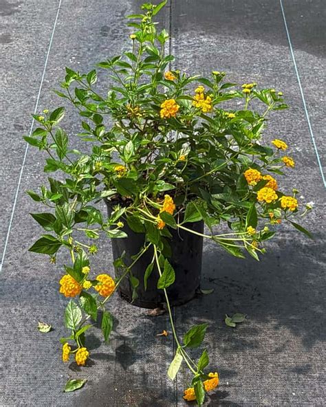 New Gold Lantana Order Online Treeland Nursery