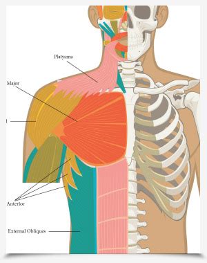 Humanatomy