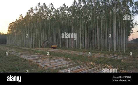 Harvesting Trees Stock Videos Footage HD And 4K Video Clips Alamy